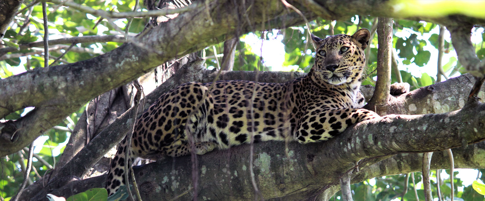 Nandankanan Zoological Park