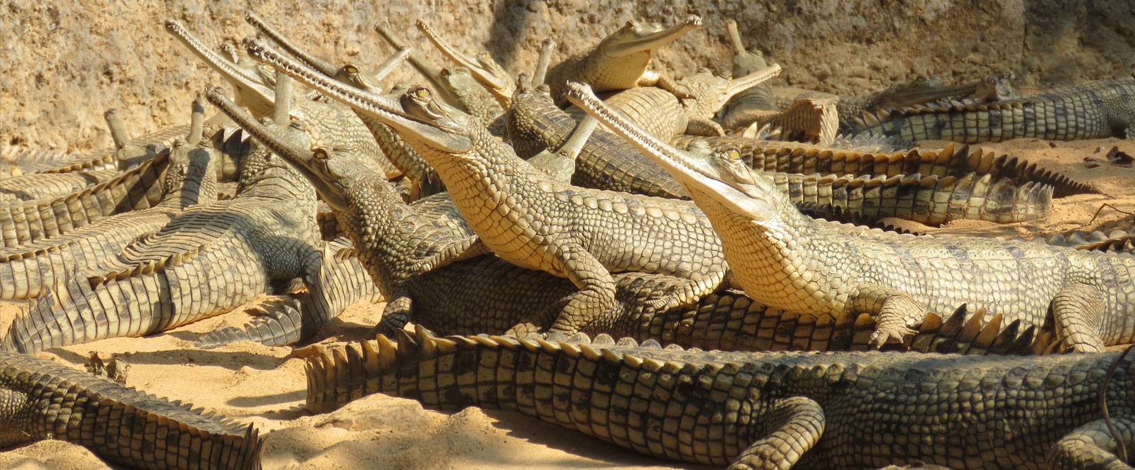 Nandankanan Zoological Park
