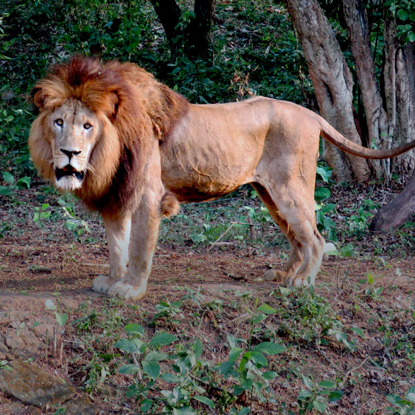 Nandankanan Special | Nandankanan,Odisha